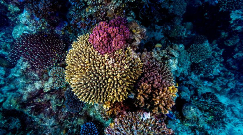 KAUST Professor Raquel Peixoto | coral probiotics pioneer