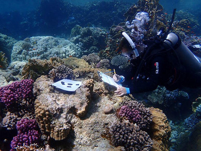KAUST Coral Restoration Initiative at Shushah