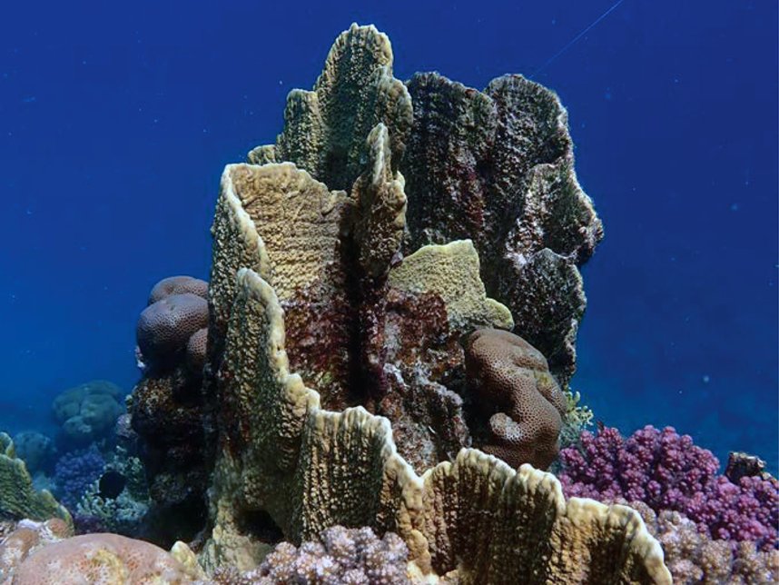 KAUST Coral Restoration Initiative at Shushah