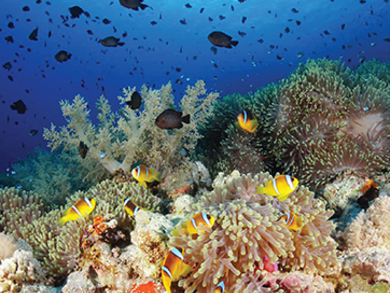 KAUST Coral Restoration Initiative at Shushah
